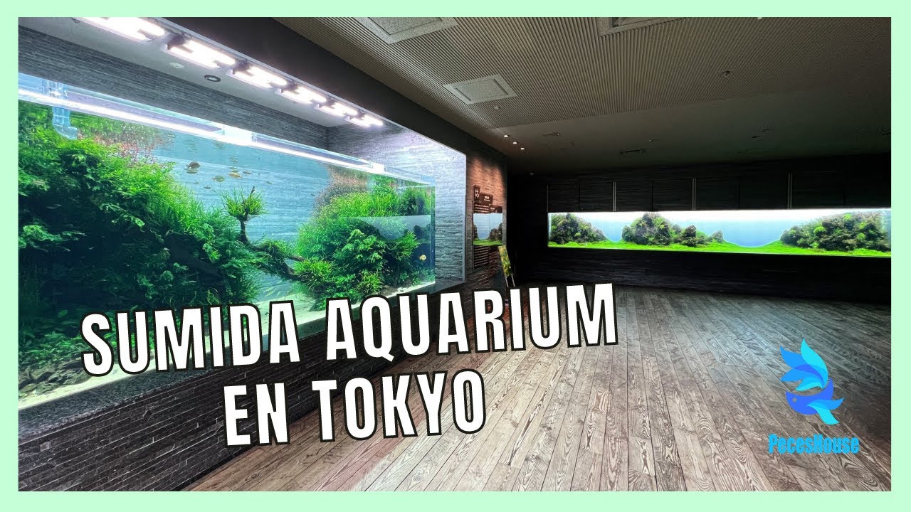 Visitando el Sumida Aquarium en Tokyo - YouTube
