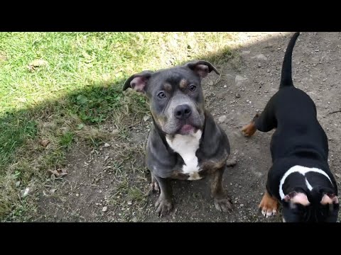 Kicking it with my blue trindle and black tri American bullies Stormie ...