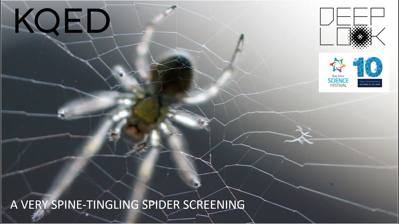 A Very Spine-Tingling Spider Screening with DEEP LOOK - YouTube