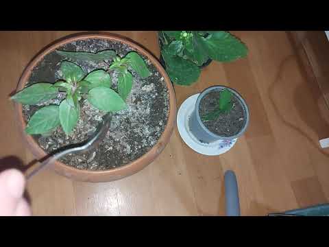 Çiçeklerde Sinek Böcek Bit Hepsi Bununla Yok Olacak Toprağa 2 kaşık Koy Sinekler Uçup Gitsin