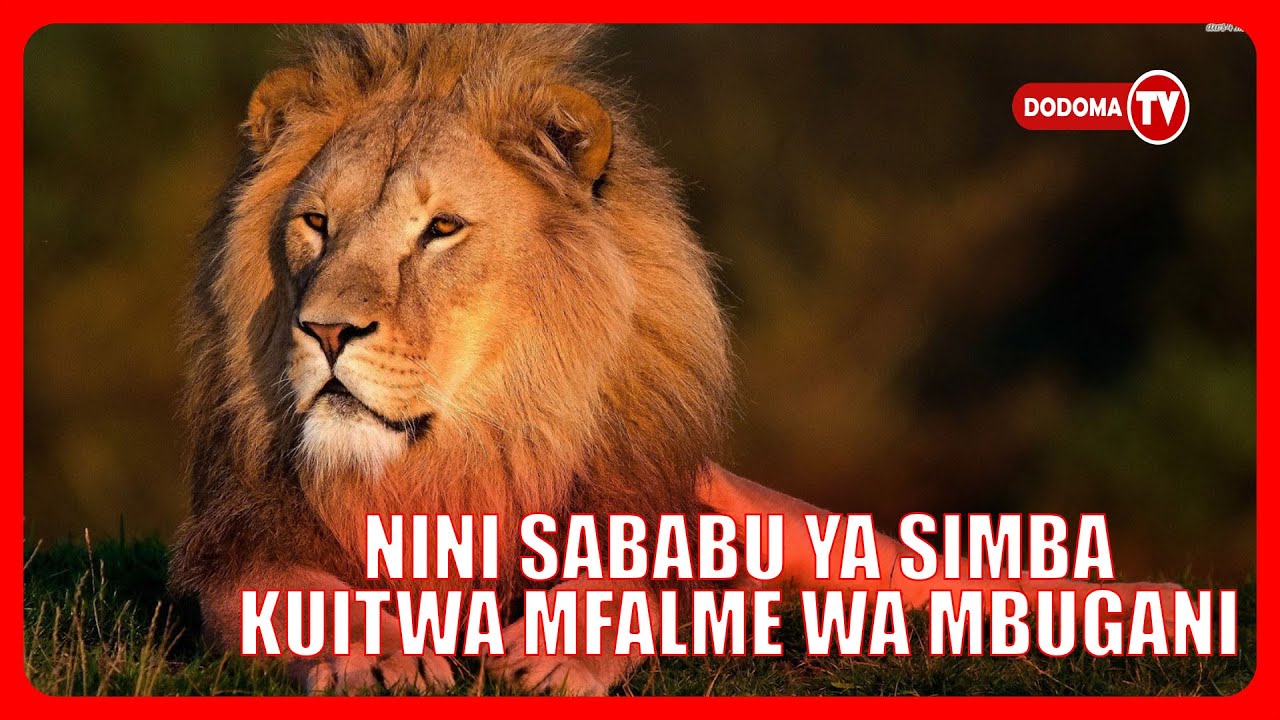 FAHAMU NINI SABABU YA SIMBA KUITWA MFALME WA MBUGANI - YouTube