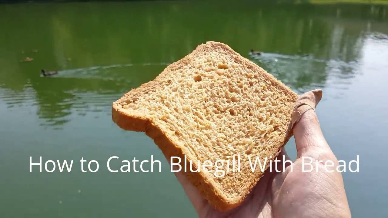 How to Catch Bluegill with Bread - YouTube