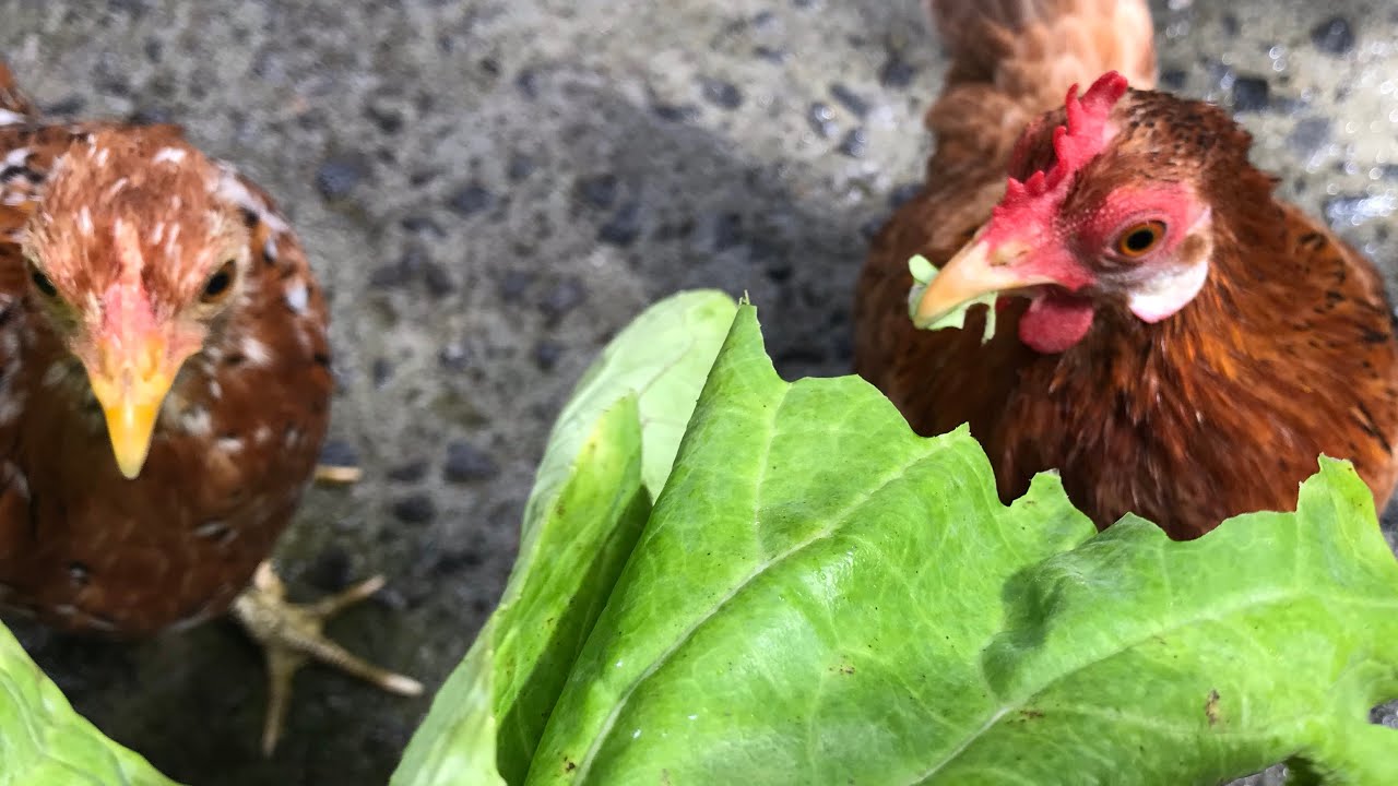 Soltando os garnizes, e respondendo algumas perguntas |Mini Garnize ...