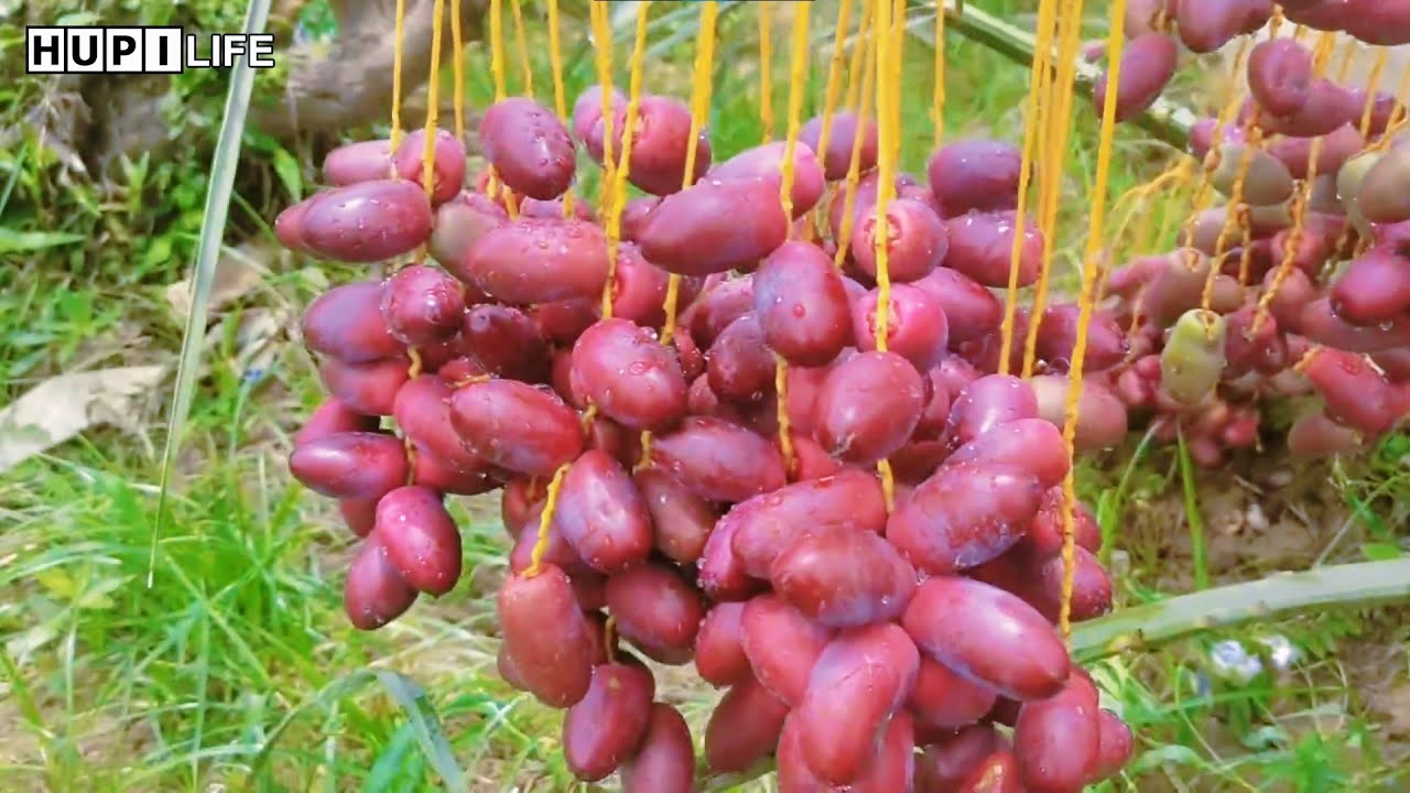 How to Grow Date Palms at Home and Harvest Delicious Dates | Farm Life ...