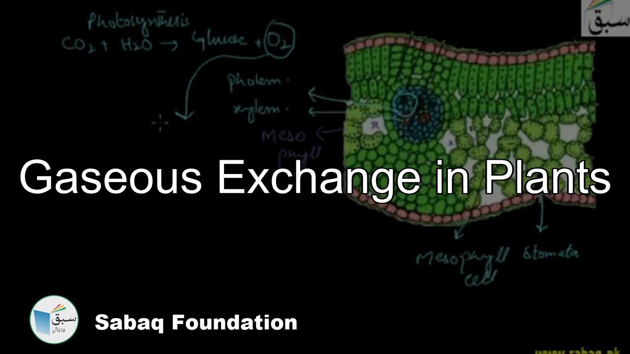 Gaseous Exchange in Plants, Biology Lecture | Sabaq.pk - YouTube