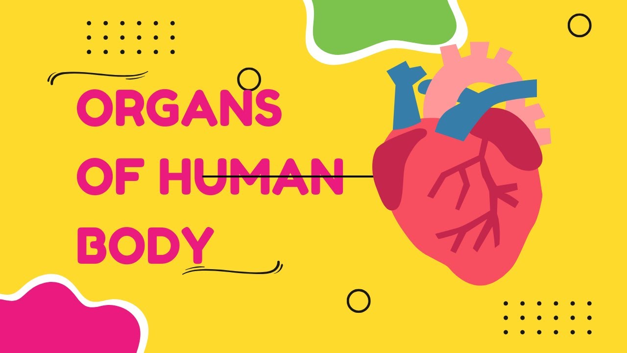 Internal organs of human body | learning platform for kids| anatomy ...
