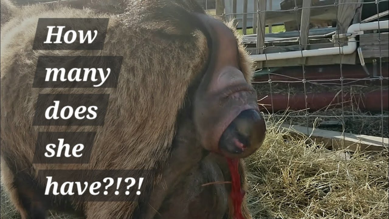 Nigerian Dwarf Birth - Demi's Full Labor 2024 - YouTube