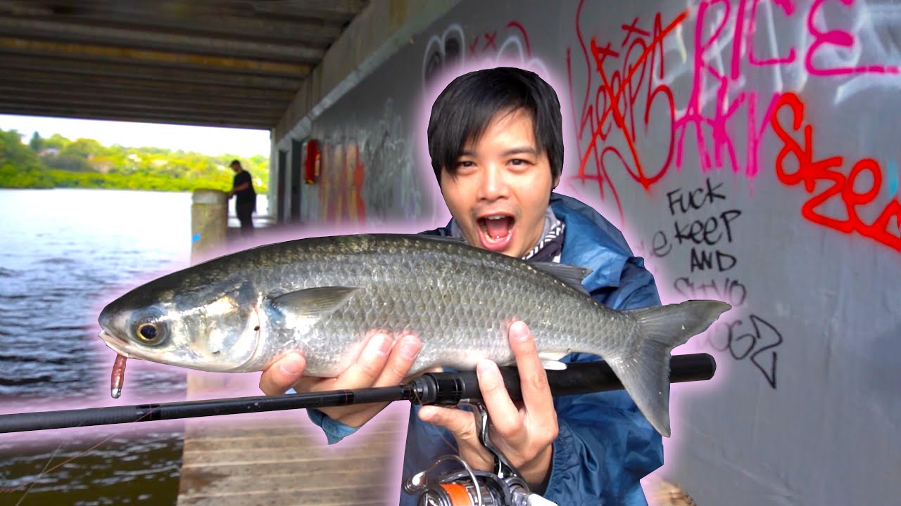 The Mullet Are Running! | Georges River Fishing - YouTube