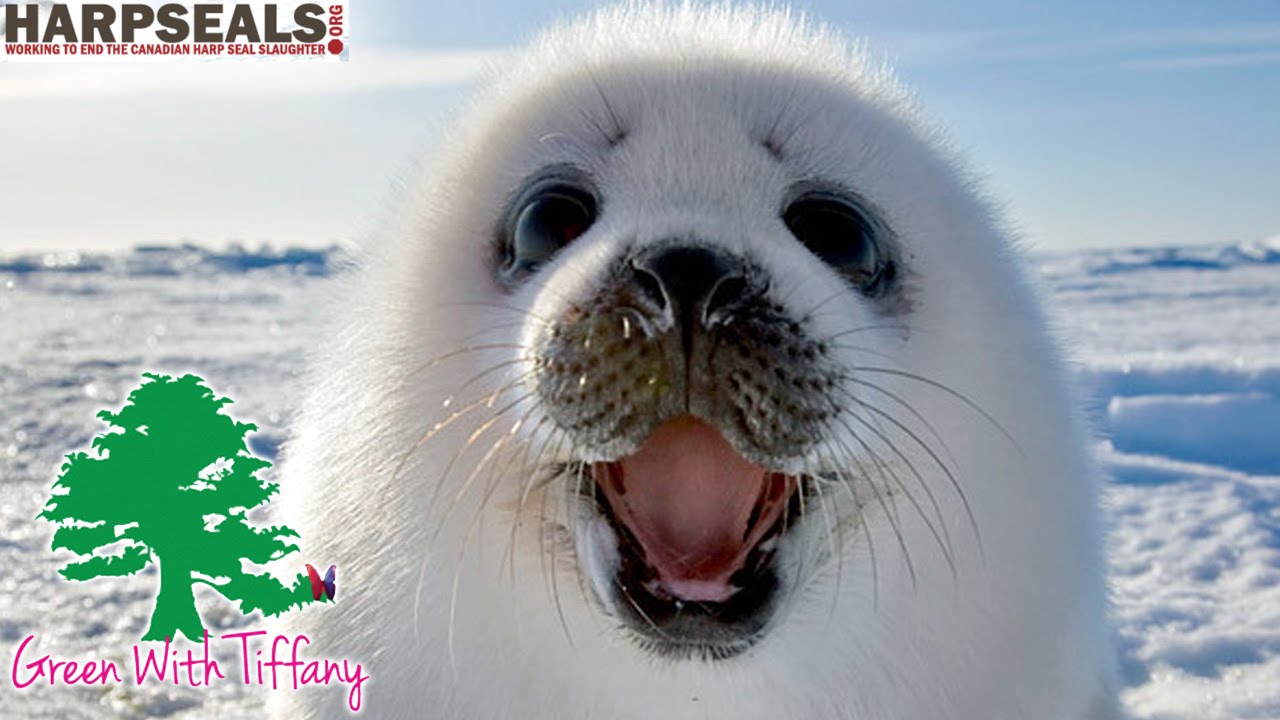 Baby Harp Seal Baby Harp Seal By Dan Guravich