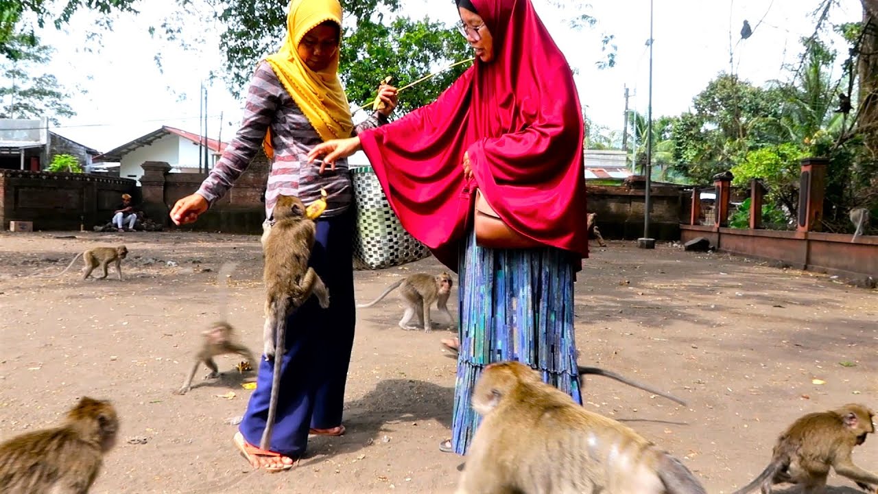Memberi Makan Monyet liar pisang - Monyet Arsantaka - YouTube