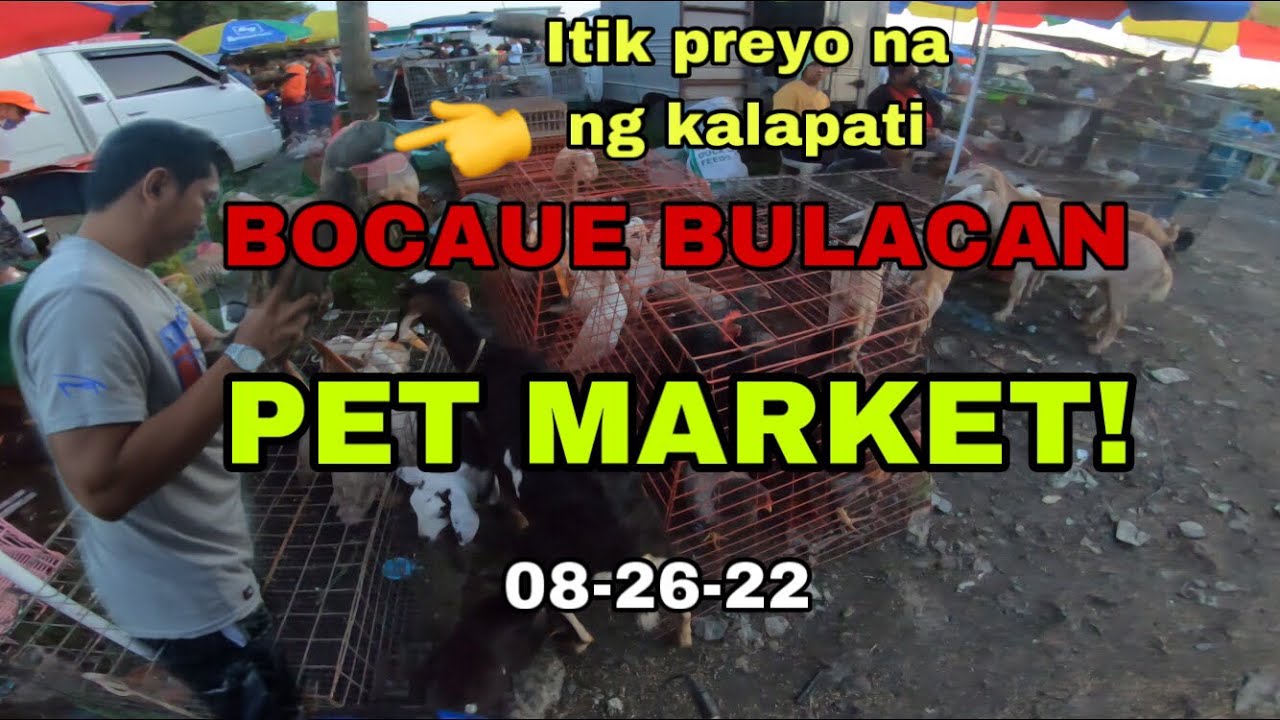 Bocaue bulacan pet market /Murang mga hayop @kala-hayopmototv9145 - YouTube