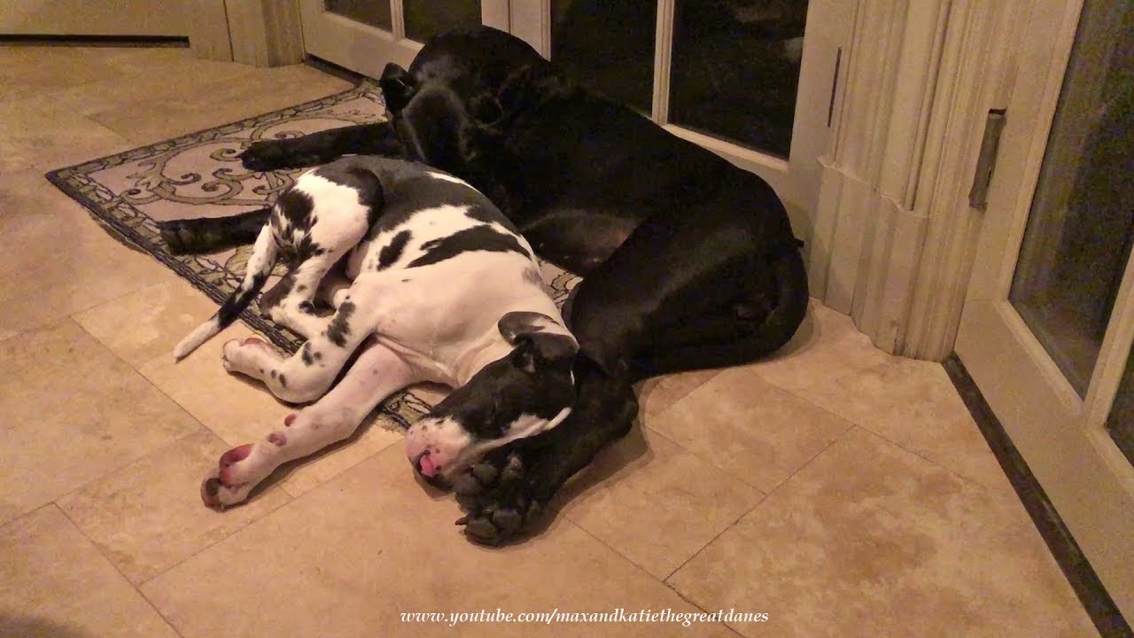 Great Dane and Puppy Cuddle Up For A Nap - YouTube