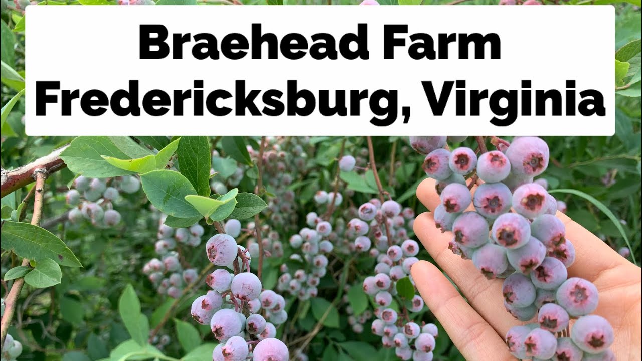 Visiting Braehead Farm (Fredericksburg, Virginia) - YouTube