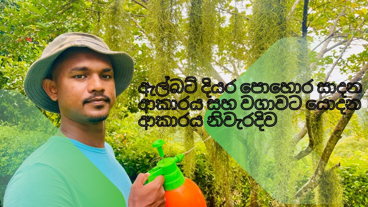 ඇල්බට් දියර පොහොර සාදන ආකාරය සහ වගාවට යොදන ආකාරය නිවැරදිව 🤗🤗 how to use ...