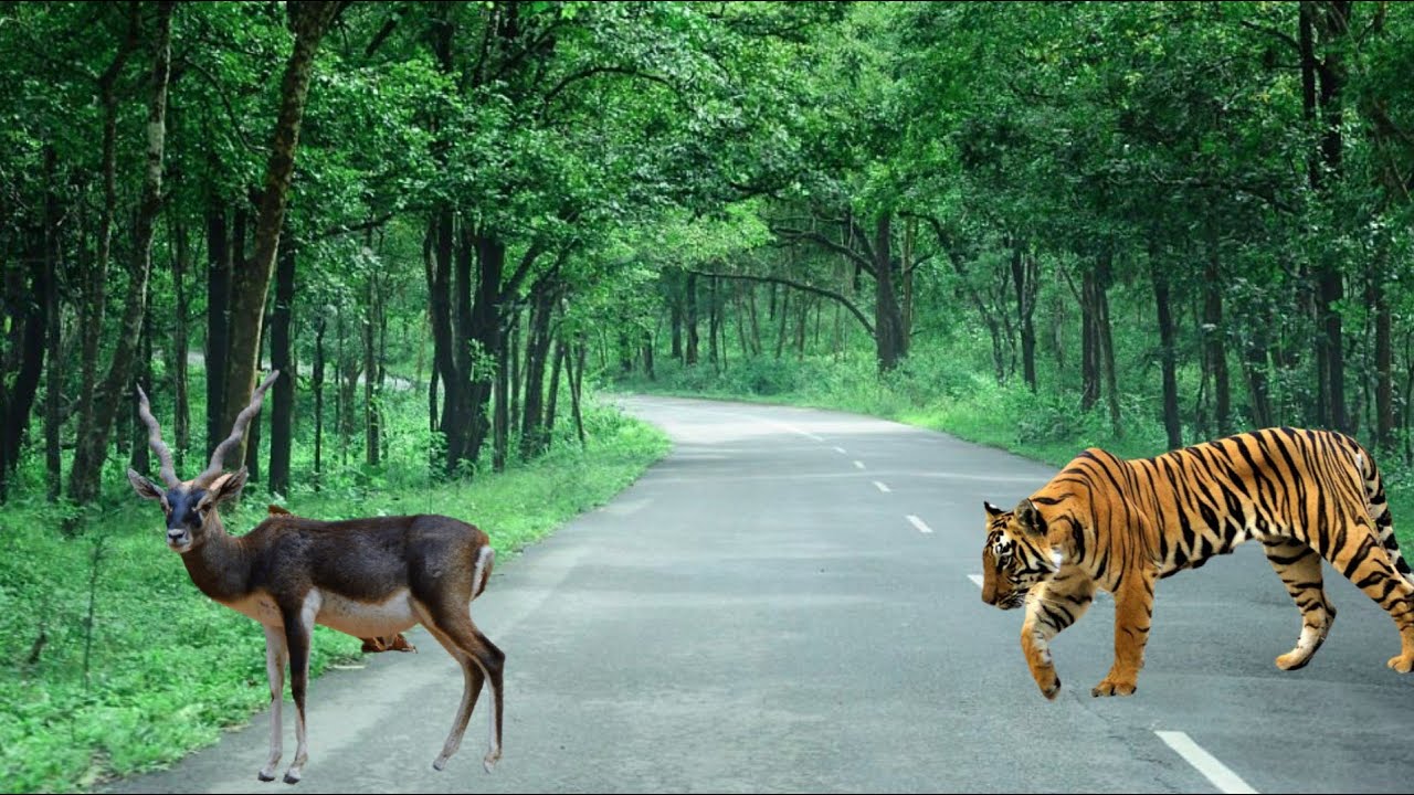 tiger | sher | ser | loin | pet animals | world animals - YouTube