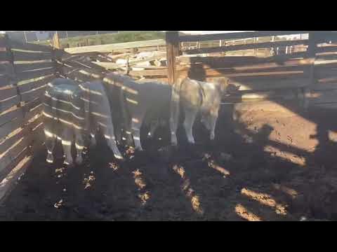 Ganado Charolais. Rancho “ La Tijera” - YouTube