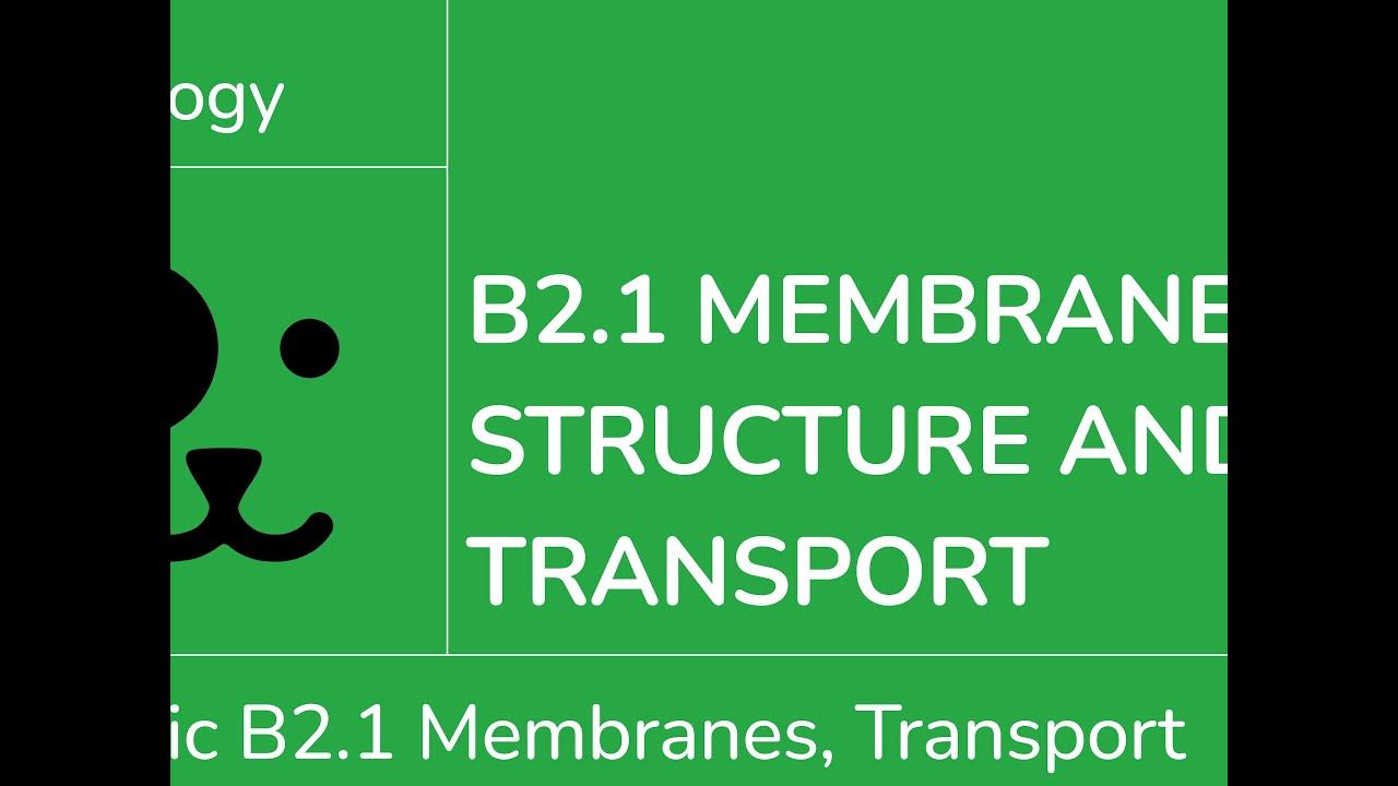 B2.1 Membranes and Transport [IB Biology SL/HL] - YouTube