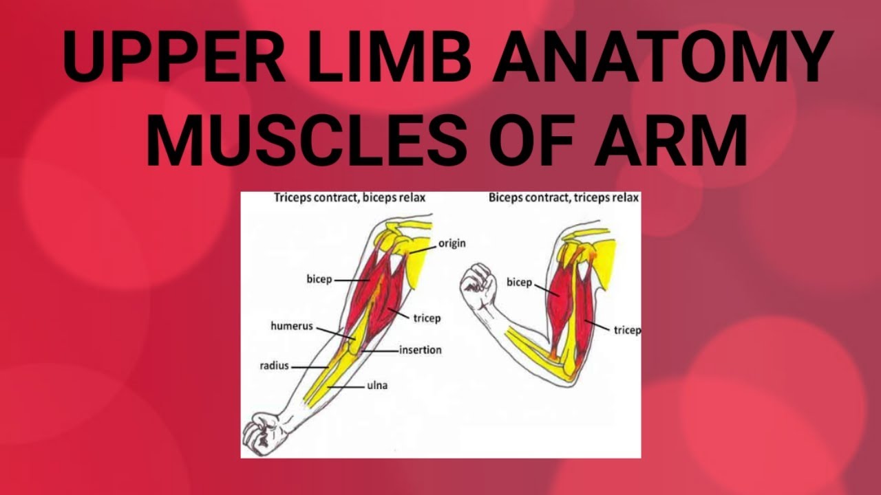 MUSCLES OF ARM REGION -(UPPER LIMB ANATOMY)- B D CHAURASIA - YouTube