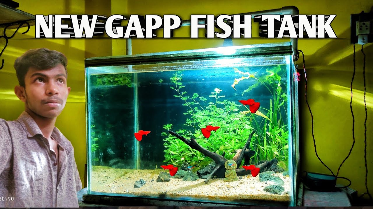 Setup new gappy fish tank #albinofullredguppy #aquariumfish #hindi ...