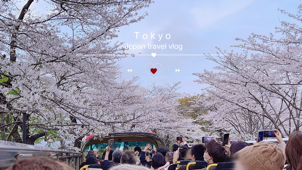 𖦤˖* ღ ᐝspring , Japan exclusive sakura bus🚌春日，乘坐日本东京限定樱花观光巴士 ｜Tokyo ...