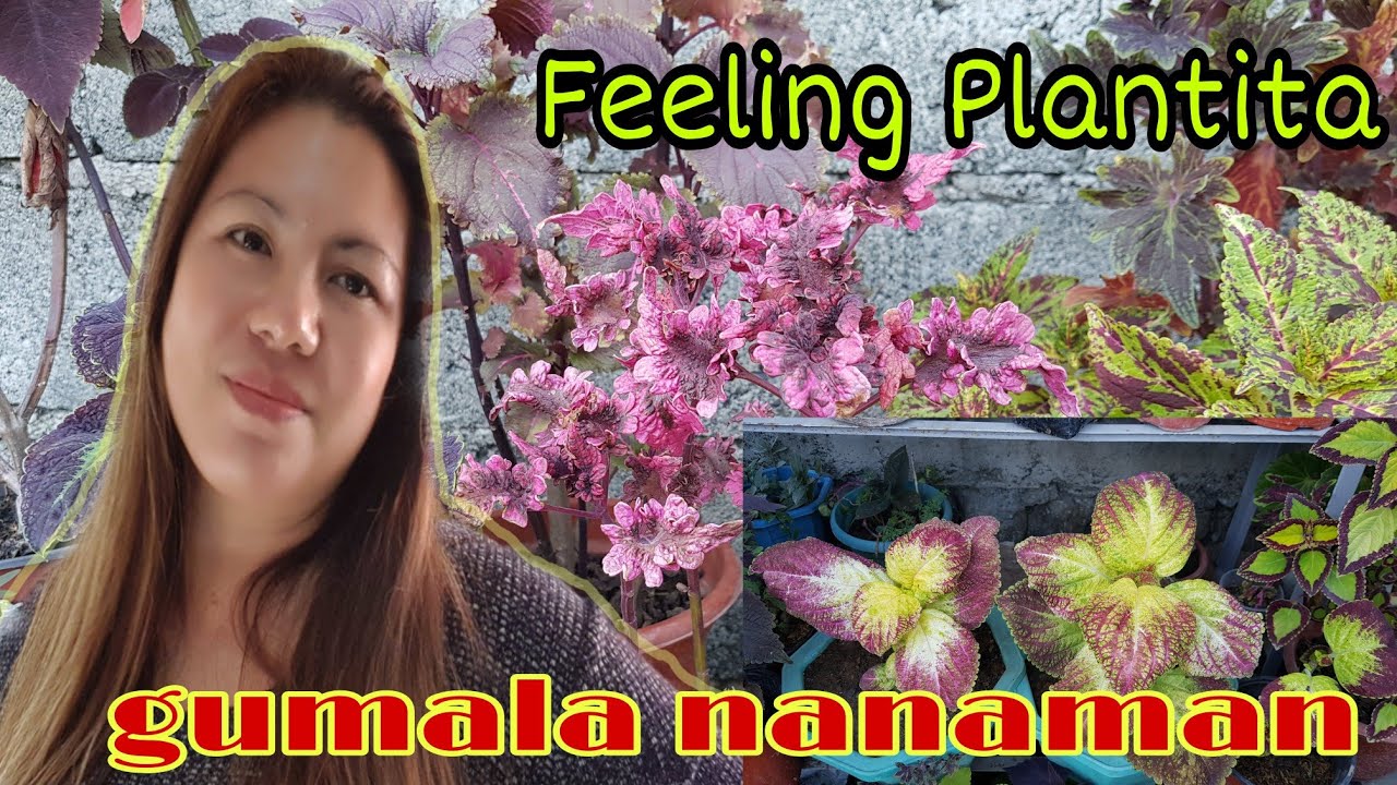 Plantita with 300 varieties of Mayana/ Coleus plant - YouTube