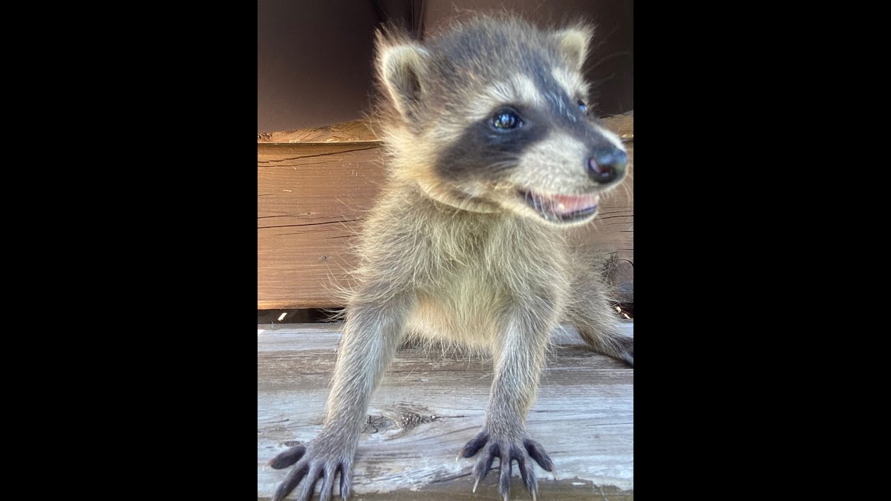 Fostering Baby Raccoons: 6-8 Weeks Old - YouTube