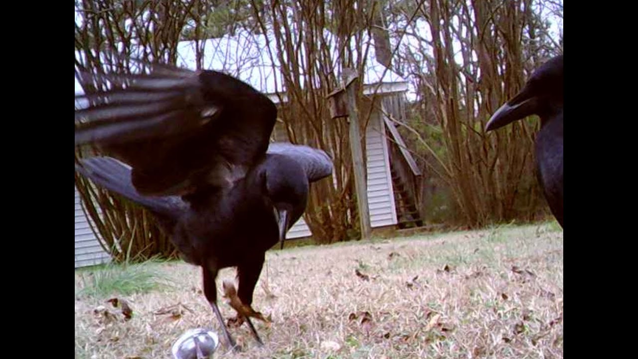 Crow Trips Over Bell - YouTube