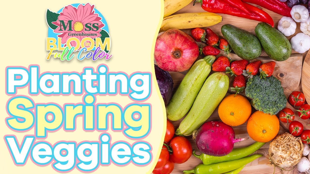 Planting Your Veggies This Spring - Bloom in Full Color - YouTube