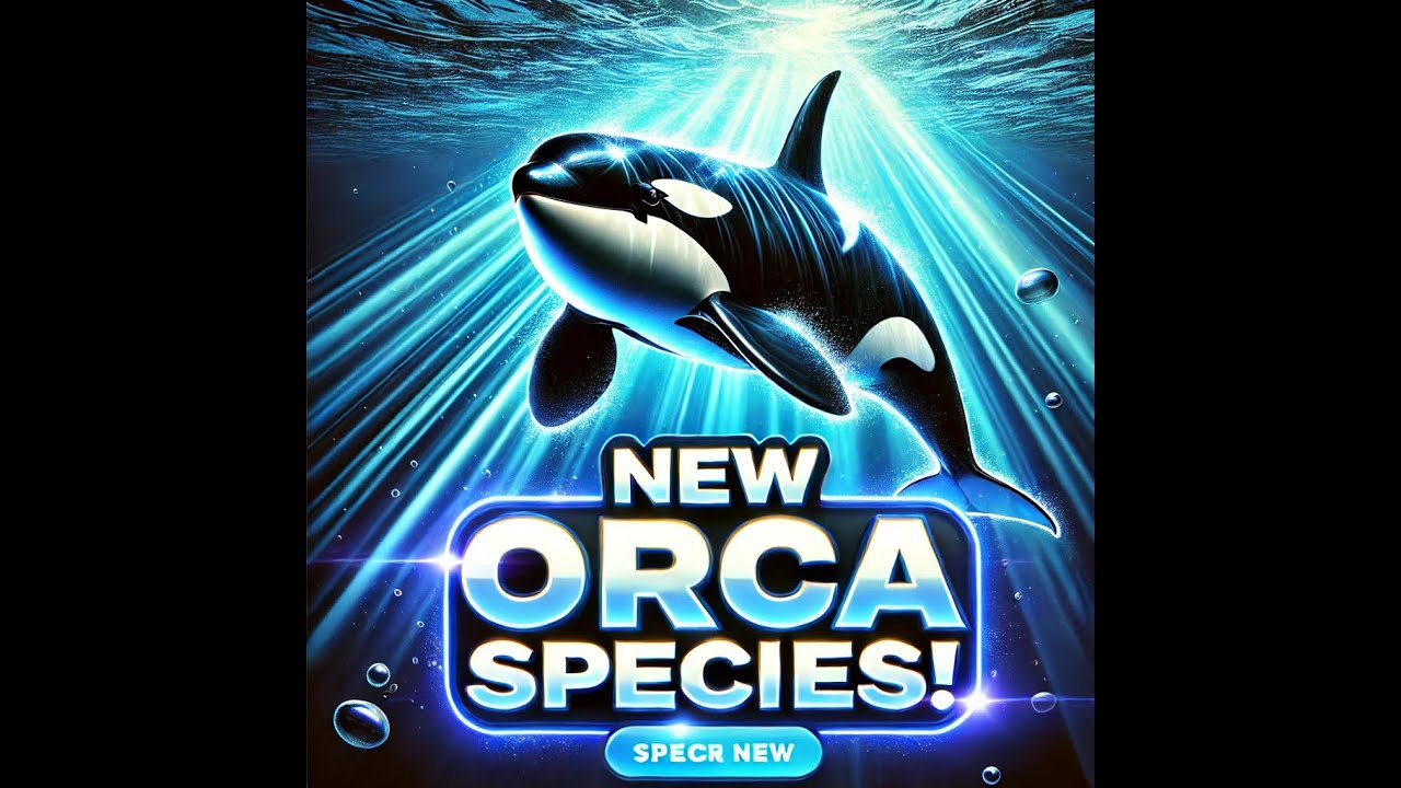 INCREDIBLE Discovery: New Orca Species Shocks Scientists! 🐋🌊 - YouTube