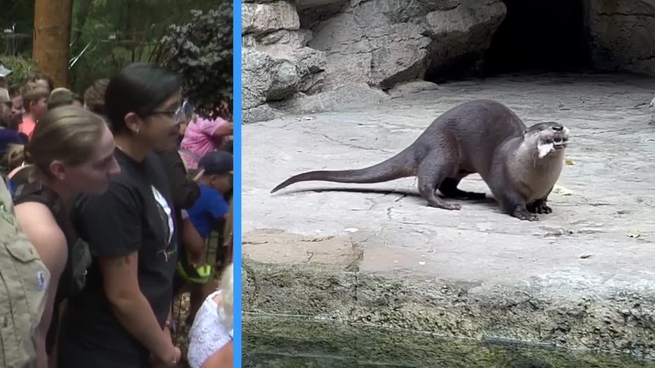 'Welcome home!'; staff, hundreds welcome newest otter-ditions to ...