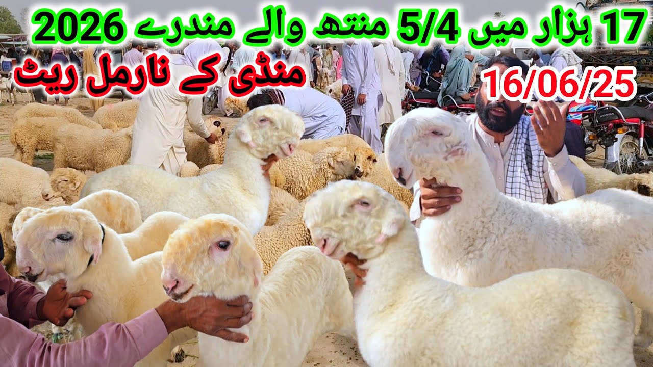 Mundra mandi Muhammad pur Full Zero Size Mundra kajle Malik Imran Goat ...