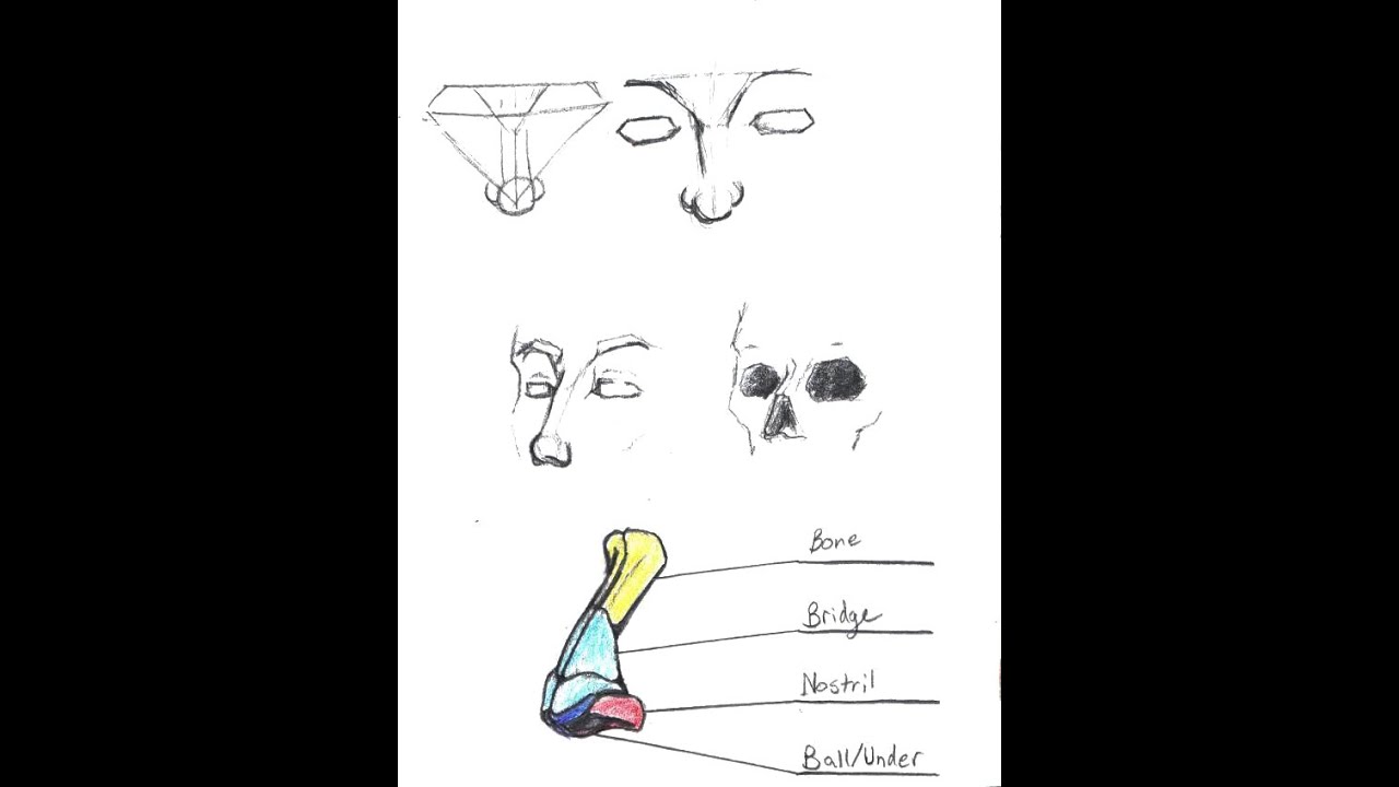 How to Draw Noses - Easy Art Lesson on Noses - The Three Circle Method ...