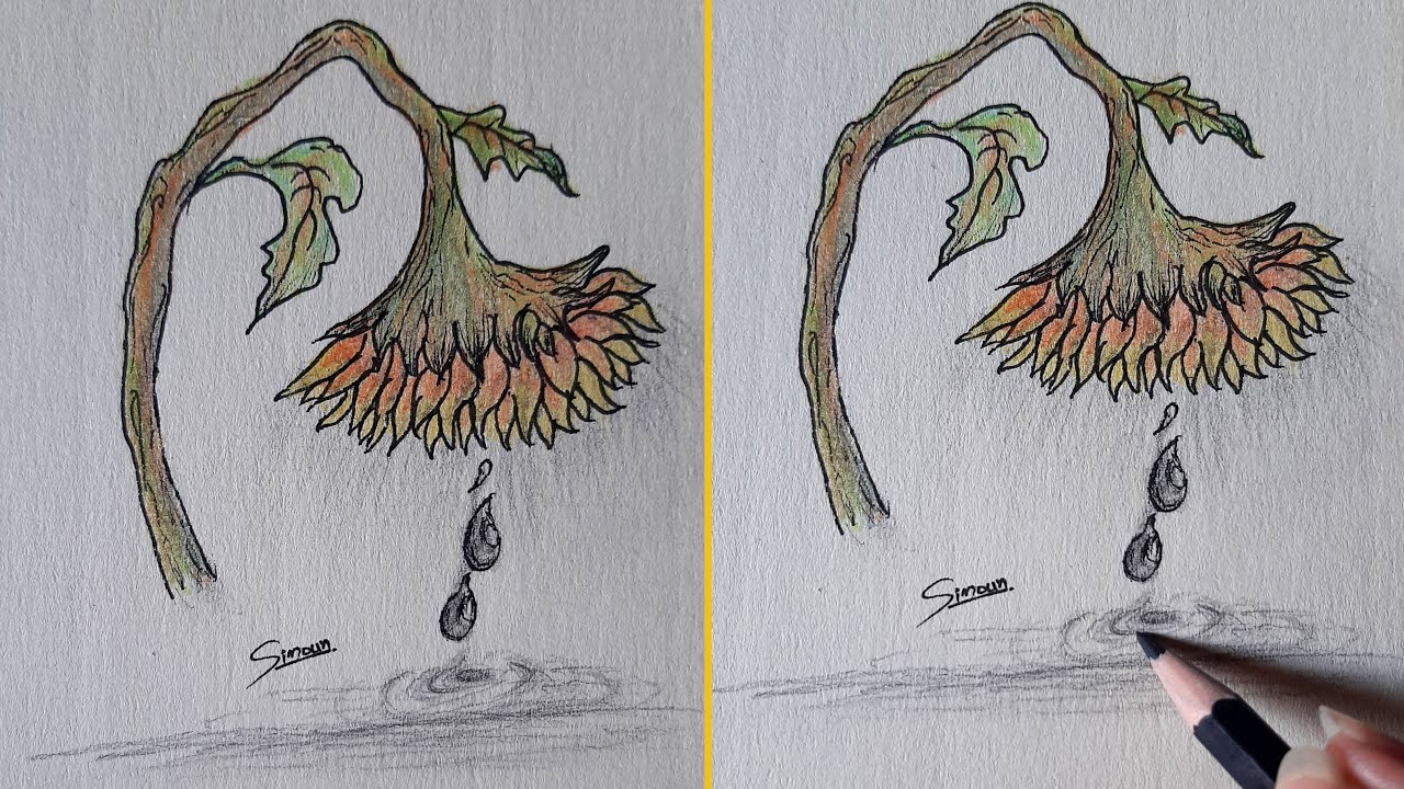 Sad Sunflower Drawing -Colorpencil -Sinoun Drawing - YouTube