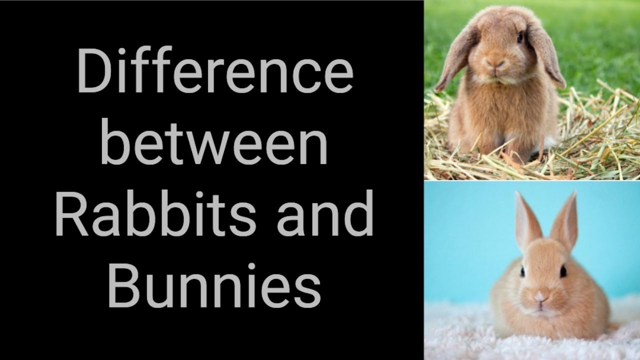 Difference between Rabbits and Bunnies - YouTube