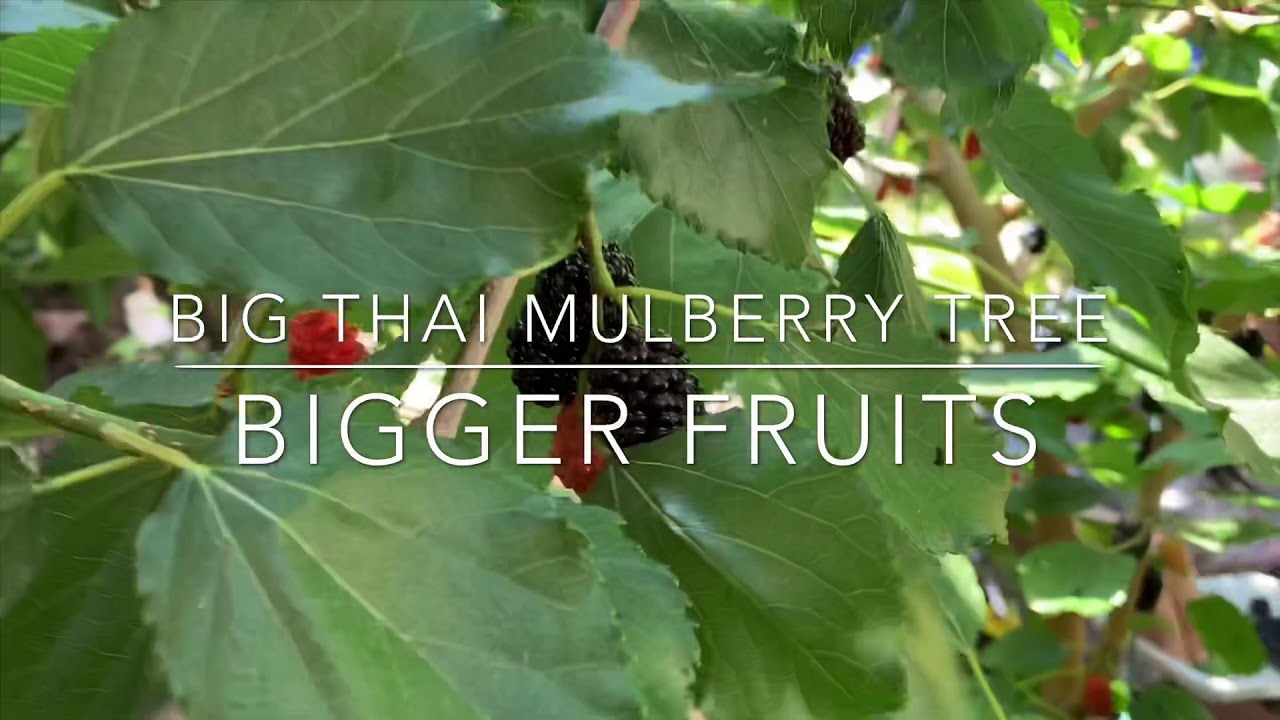Mulberry: Big Thai variety of Mulberry. - YouTube