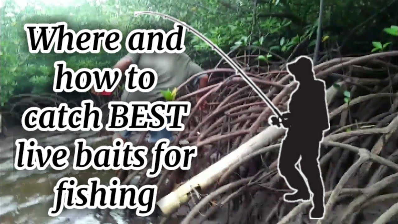 Takla or Crayfish. How to catch Live baits in the mangroves | J1 ...