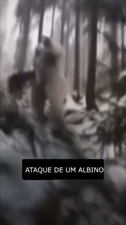 COMO É O ATAQUE DE UM LOBISOMEM ALBINO #lobisomemalbino #faelportinari ...
