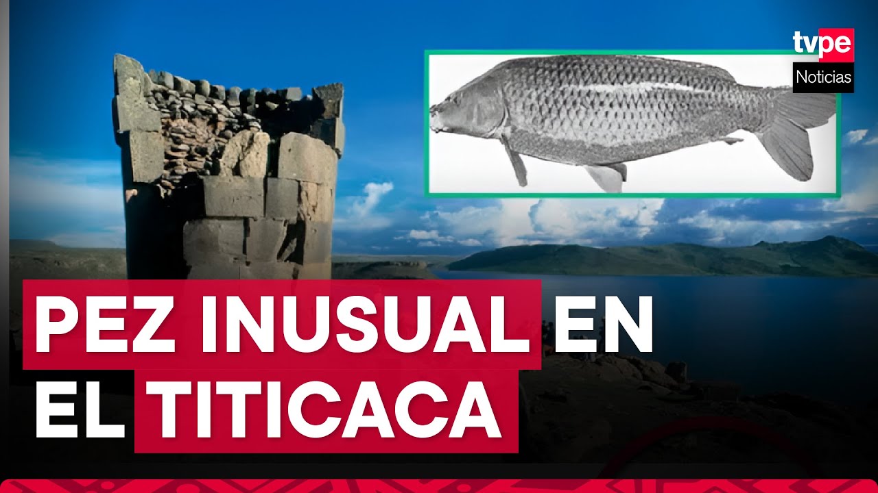 Puno: hallan pez inusual en zona sur del lago Titicaca - YouTube