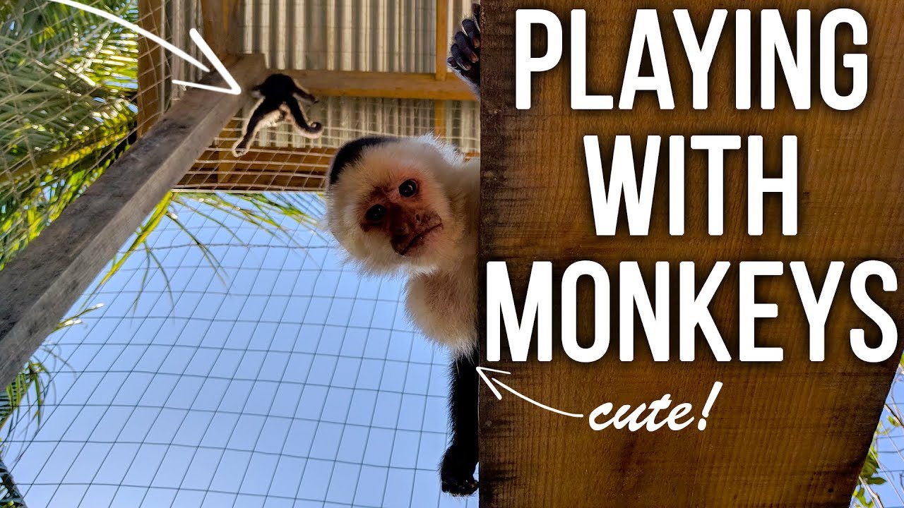 Playing With Monkeys at Daniel Johnson's Monkey & Sloth Hangout Roatan ...