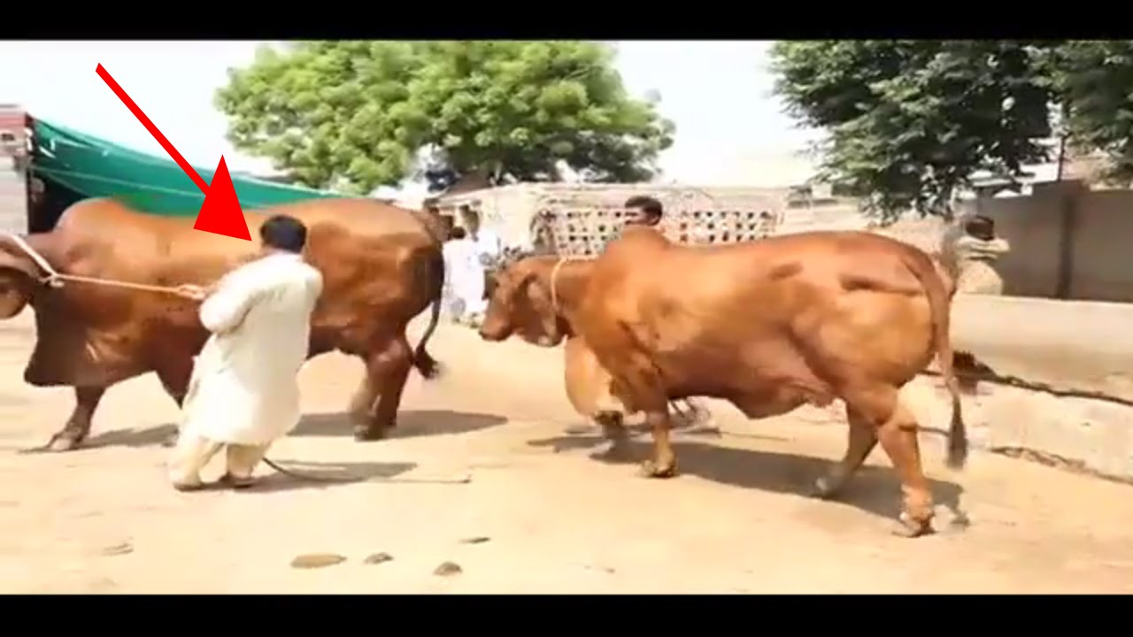 Heer Ranjha Found At Mandi The Two Majestic Looking Animals Always ...