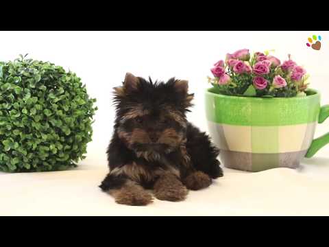 Yorkshire Terrier yavrumuz Yogi