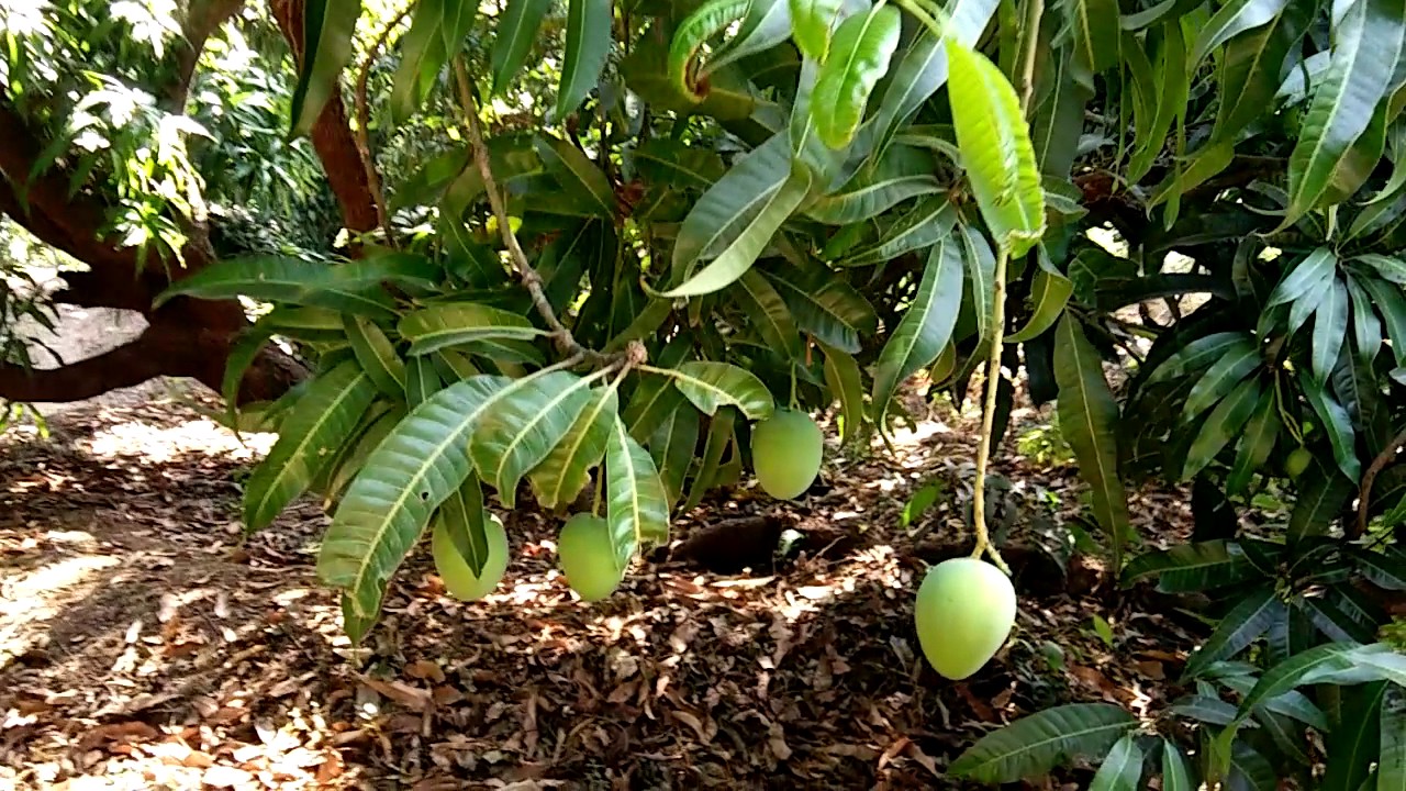 Devgad hapus mango farm - YouTube