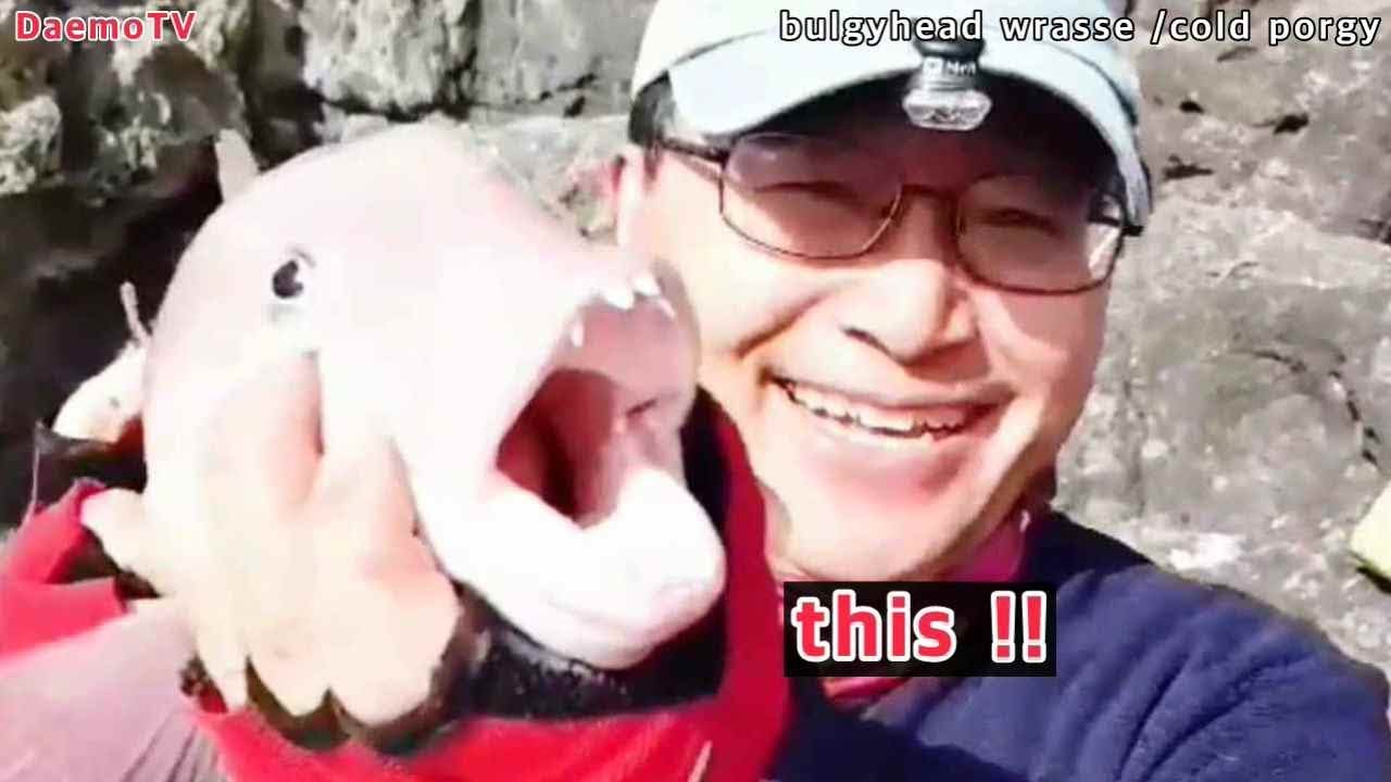 the teeth of bulgyhead wrasse / cold porgy!! 혹돔 이빨!! - YouTube