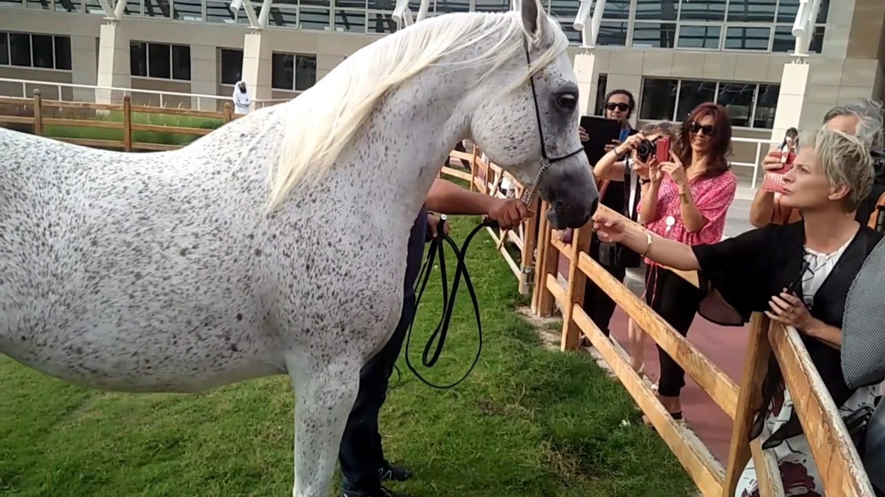 Alshaqab equestrian center Doha Qatar || Arabian horse || - YouTube