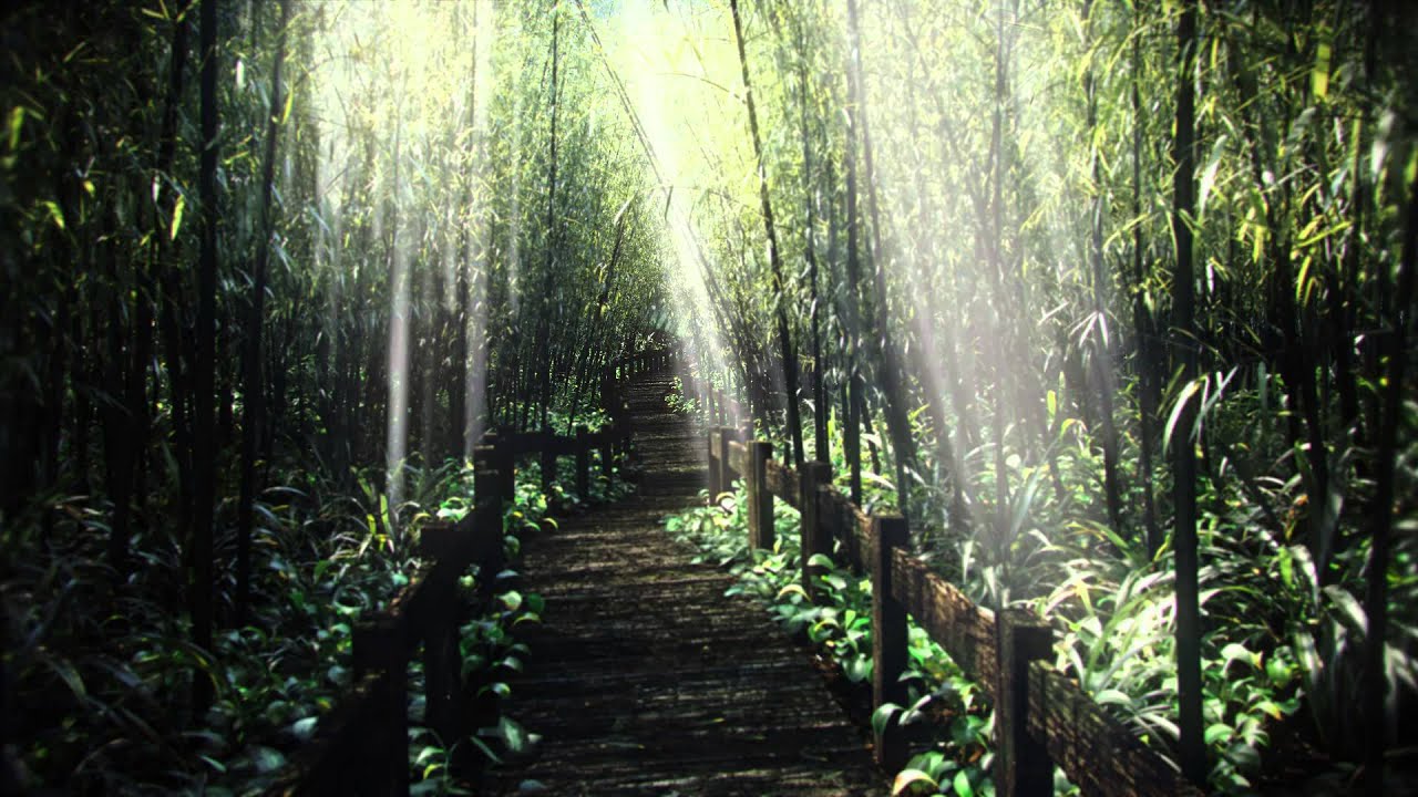 Bamboo Forest Path Animation - 1080p [Maya 2015] - YouTube