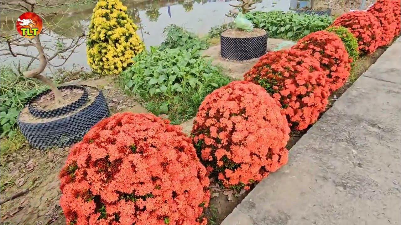 Độc đáo hàng rào bông chang tết đẹp mê hồn - YouTube