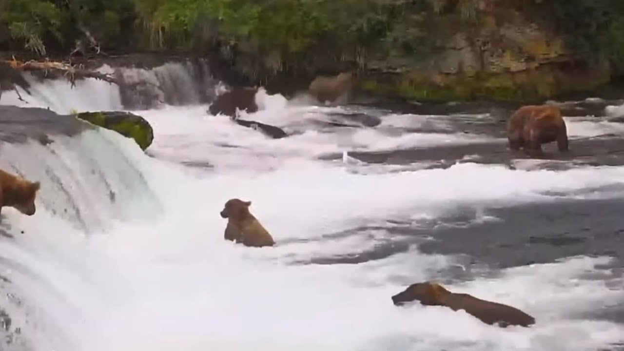 Bucky 164 Chases 901 Out of the Office (explore.org BF cam) 8.7.24 ...