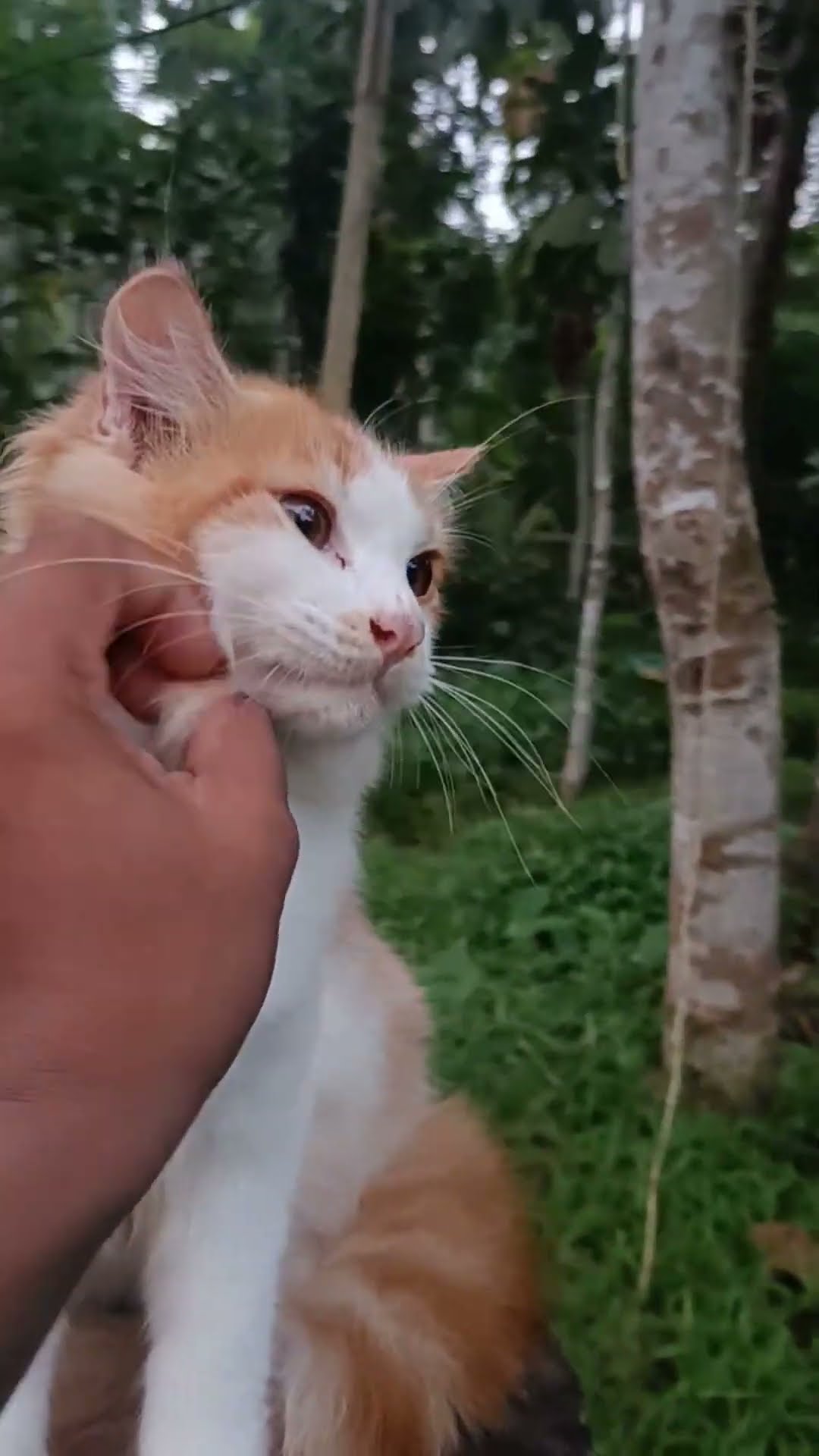 CUTE CAT!#shorts #cat #cute #catlover #meow #cutecat #catt #cuteanimal #kitten #ytcat #cutepet ...