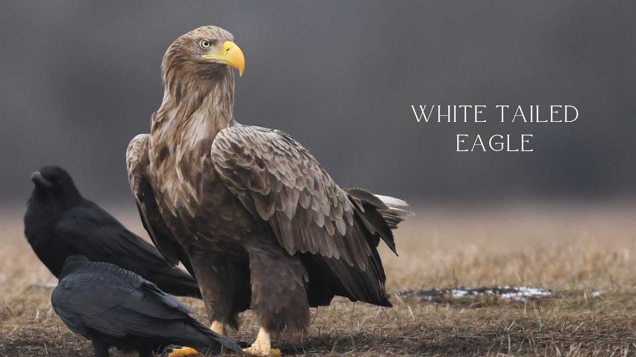 White tailed eagle - YouTube