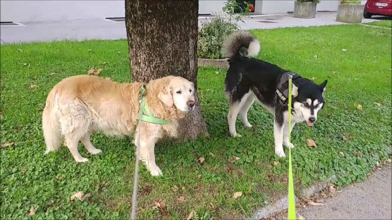 Ordinary evening walk with Alaskan Malamute and Golden Retriever (1/5 ...
